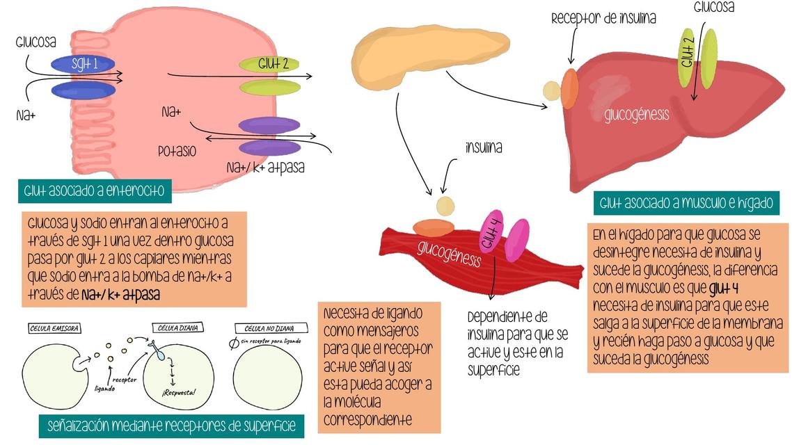 Enterocito Asociado | Yuni Soria | uDocz