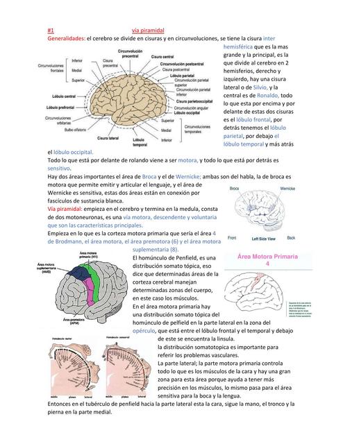 Resúmenes de Vía piramidal | Descarga apuntes de Vía piramidal