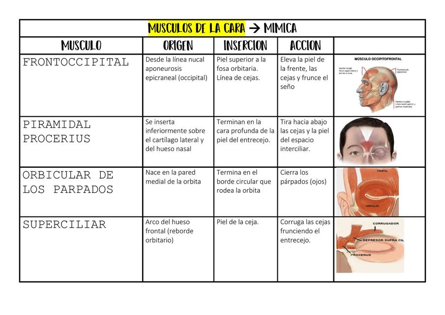 Músculos de la Cara | Paloma Torres | uDocz