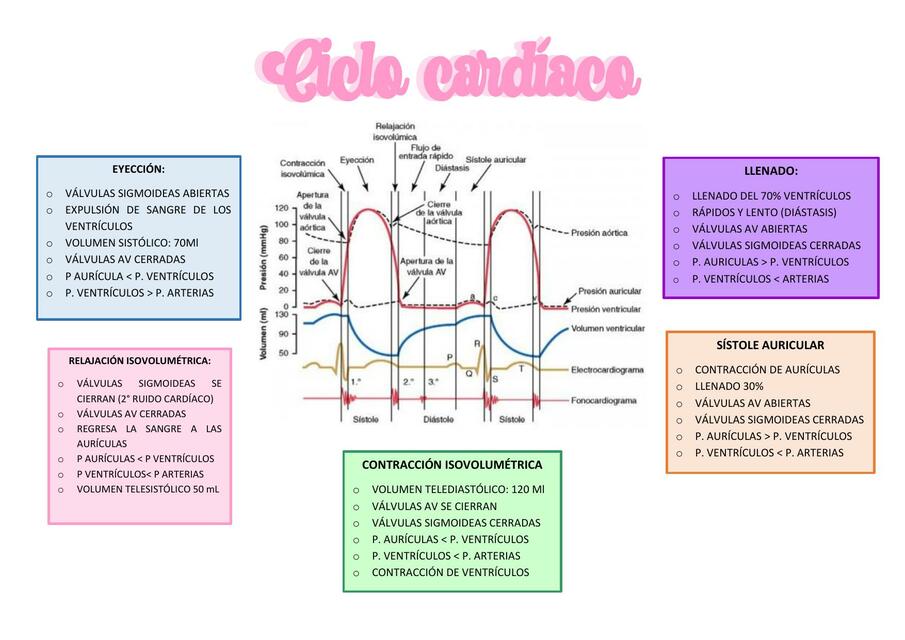 Ciclo cardíaco | Araceli Choque Quispe | uDocz