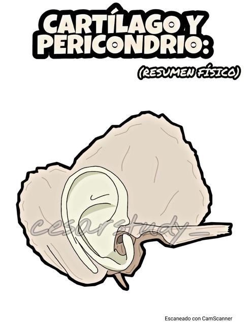 Cartílago y pericondrio Resumen físico | Cesarstudy_ | uDocz