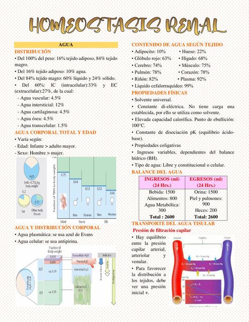 Homeostasis Renal | Alisson1108 | uDocz