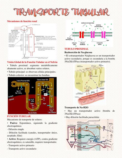 Transporte Tubular | Alisson1108 | uDocz