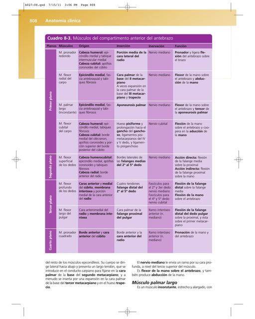 Músculos del Compartimiento Anterior del Antebrazo | Haruko study | uDocz
