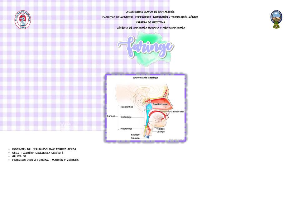 Faringe y Rinofaringe | Lisbeth CC | uDocz