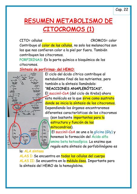 Metabolismo de Citocromos | Camila Vilaseca Guzman | uDocz