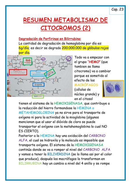 Metabolismo de Citocromos | Camila Vilaseca Guzman | uDocz