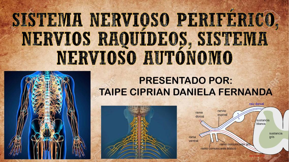 Sistema Nervioso Periférico | Daniela Fernanda Taipe Ciprian | uDocz