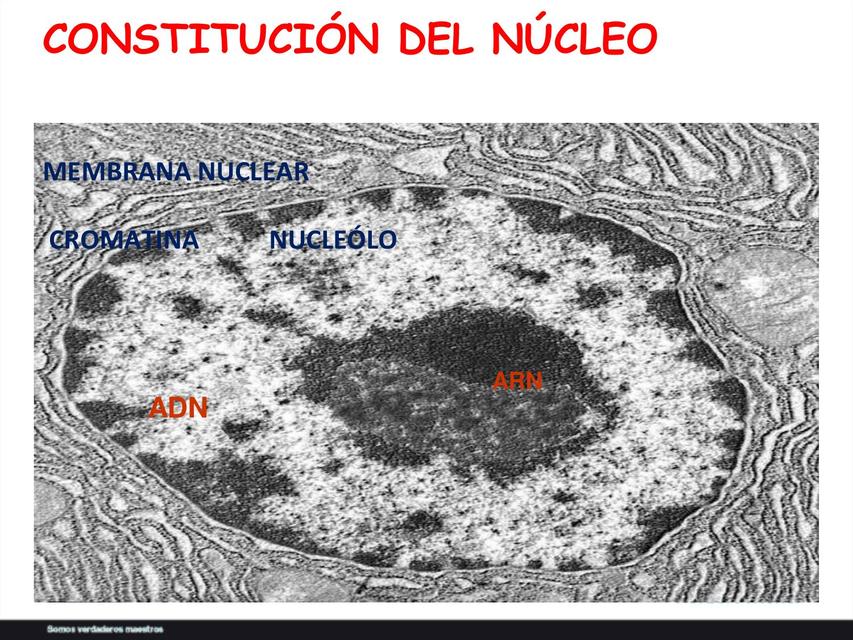Carioteca o Membrana Nuclear | Dtvs_21 | uDocz