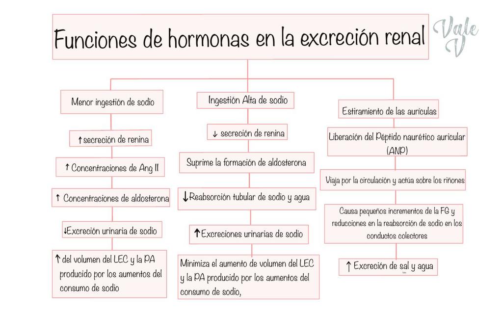 Funciones de Hormonas en la Excreción Renal | Varthies | uDocz