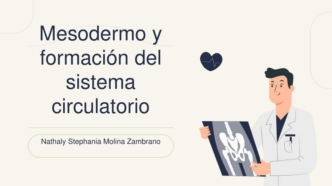 Mesodermo intermedio | Busca y descarga apuntes gratis | uDocz