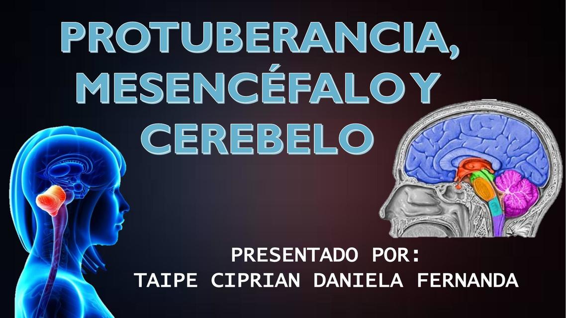 Protuberancia Mesencéfalo y Cerebelo | Daniela Fernanda Taipe Ciprian | uDocz