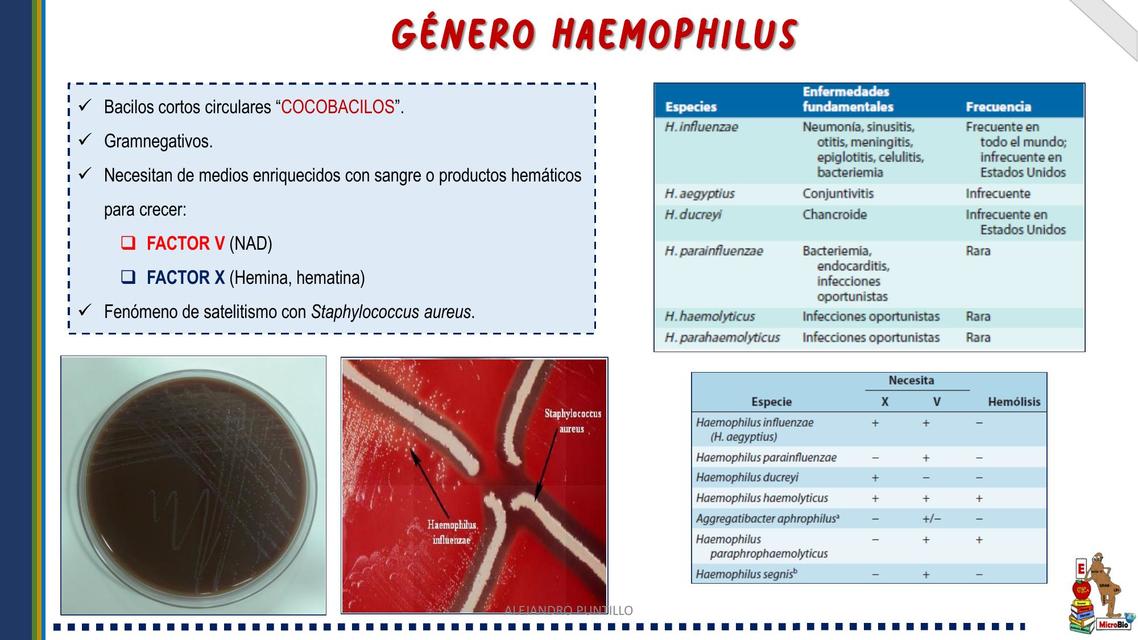Haemophilus Influenzae | Alejandro | uDocz