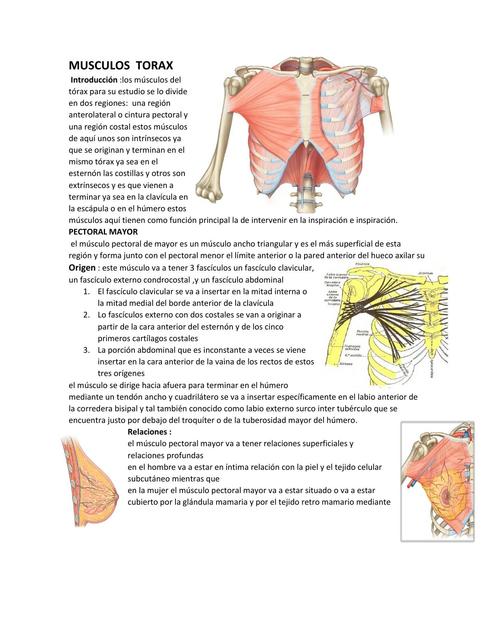 Músculos del Tórax | Rodrigo Villegas | uDocz