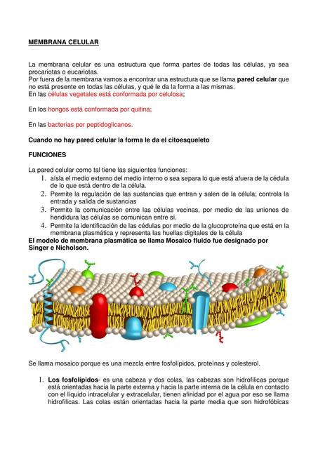 Membrana Celular | Studiesmed | uDocz