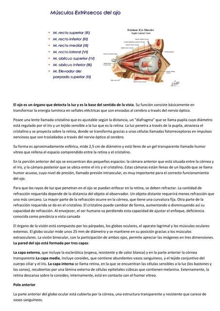 Músculos Extrínsecos del Ojo | Liluchys | uDocz