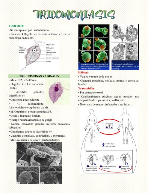 Resúmenes de Tricomoniasis | Descarga apuntes de Tricomoniasis