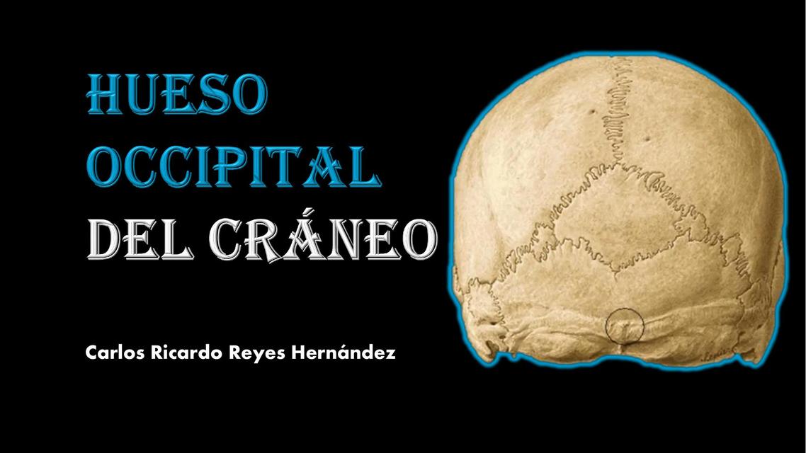 Anatomía del Hueso Occipital | Sisi Zeledón. M. | uDocz