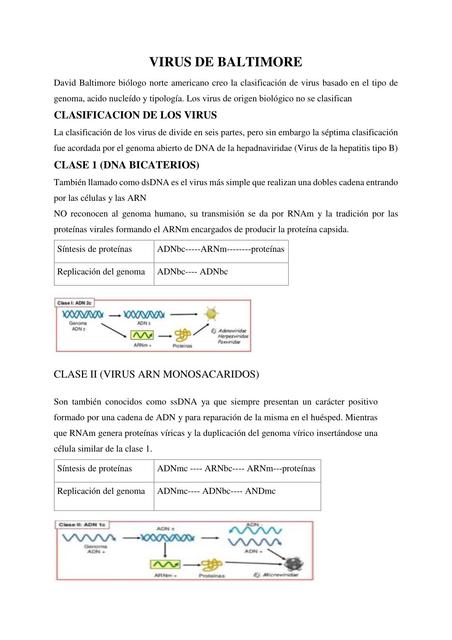 Virus de Baltimore | STEFANY.P | uDocz