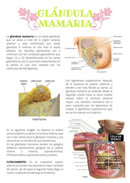 ANATOMIA | uDocz