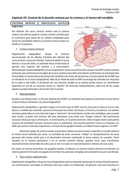 Función Motora de la Corteza y el Encéfalo | Prsc Grs | uDocz