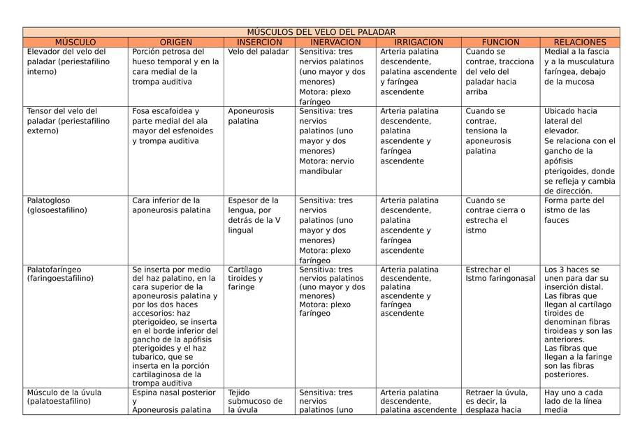 Músculos del Velo del Paladar | uDocz