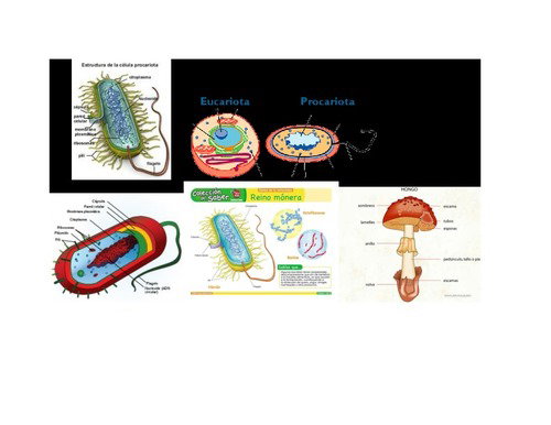 bases biologicas | uDocz