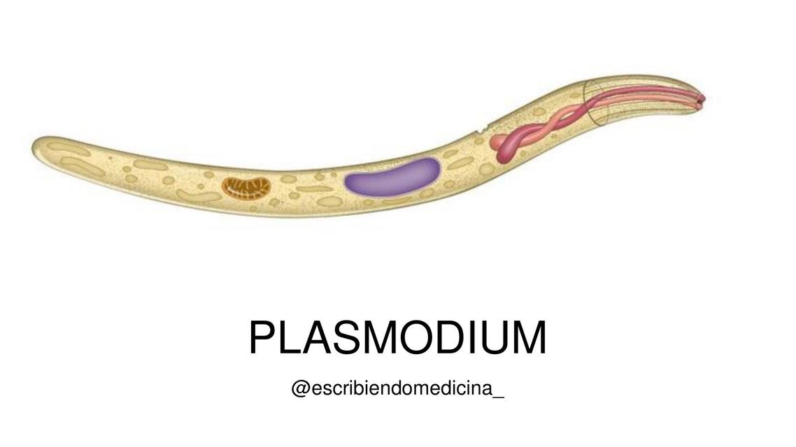 Plasmodium | escribiendomedicina_ | uDocz