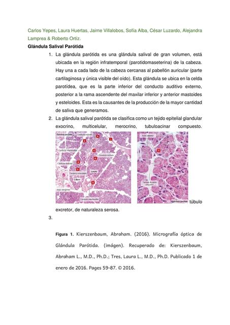 Glándula Salival Parótida | juliana | uDocz