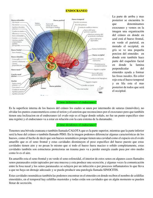 Endocráneo | juliana | uDocz
