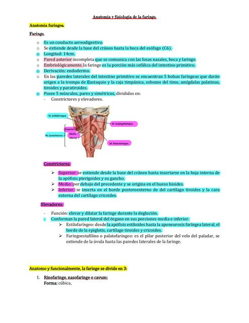 Anatomía Faríngea | Tatiana Gutiérrez | uDocz