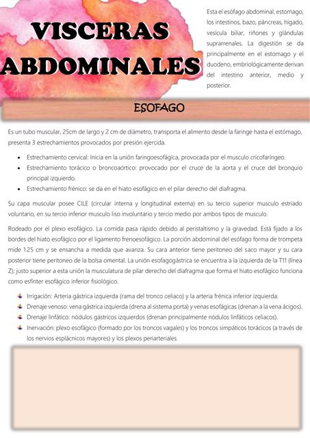Resúmenes de Anatomía del esófago | Descarga apuntes de Anatomía del ...
