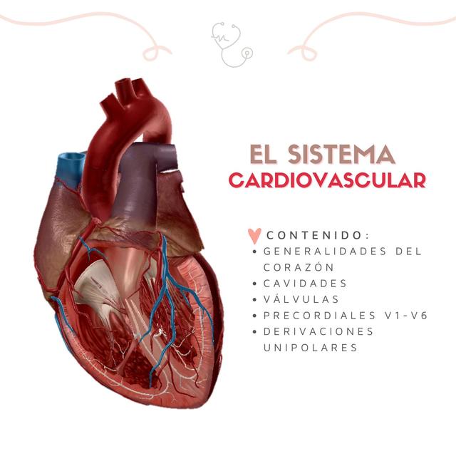 El Sistema Cardiovascular | Mis apuntes Enfermería | uDocz