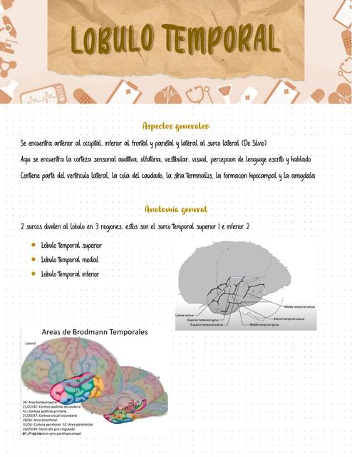 Lóbulo Temporal | Sofía Aparicio | uDocz
