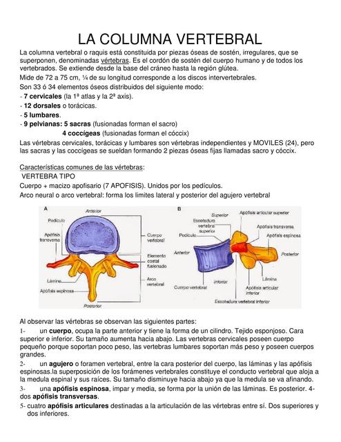 La Columna Vertebral | Enzo Moreno | uDocz