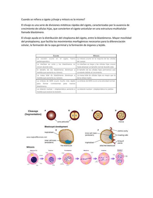 Cuando se Refiera a Cigoto ¿Clivaje y Mitosis es lo Mismo? | Manuela ...