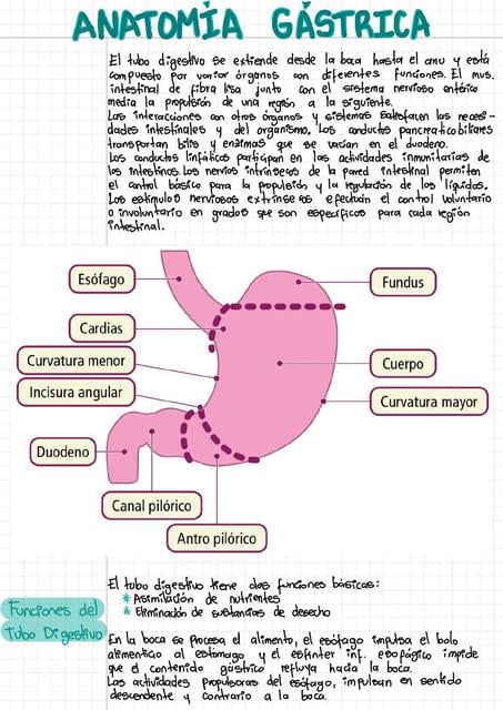 Anatomía y Semiología Gástrica | Valentina Lopez | uDocz