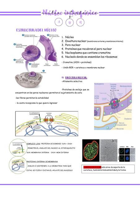 Núcleo Interfásico