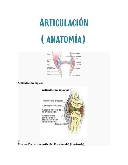 Articulaciones. Anatomía | Dr. Castro | uDocz
