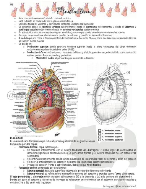 Mediastino y Corazón | Necrotica | uDocz