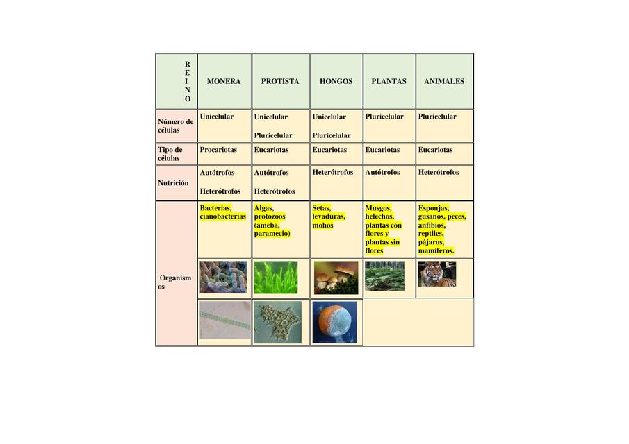 Resúmenes de Clasificación de seres vivos | Descarga apuntes de ...