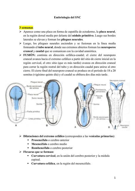 Embriología de SNC | Facundo Zapata | uDocz