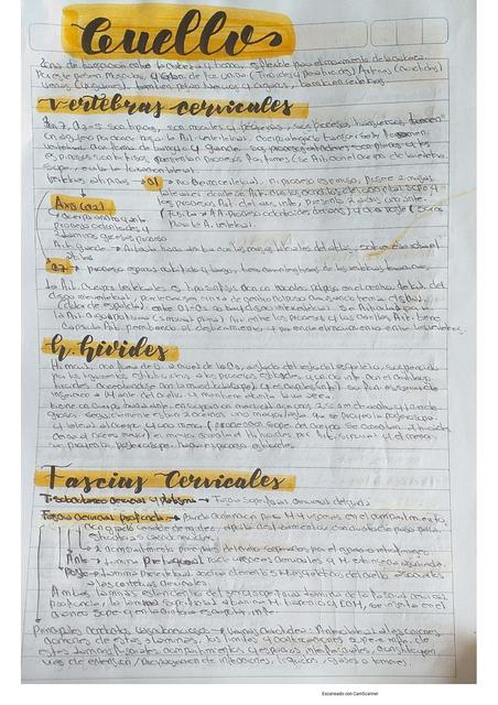 Anatomía del Cuello | maria ravelo | uDocz