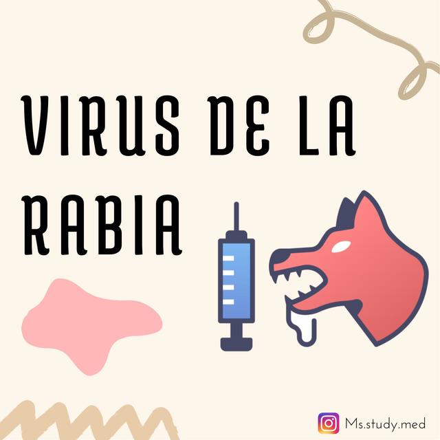 Virus de la Rabia | Ms.study.med | uDocz