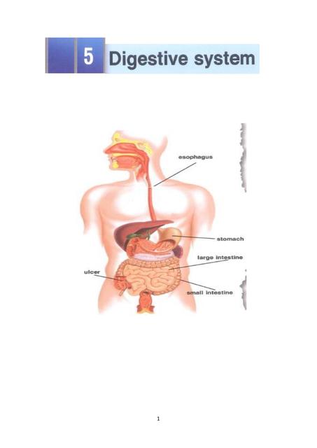 Digestive System | vanessa | uDocz