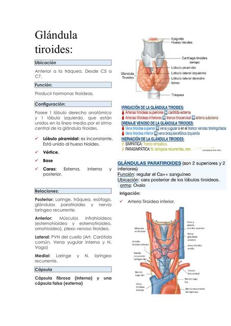 Glándula Tiroides | Gabriela Molina | uDocz