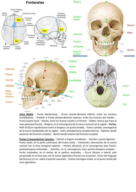 Anatomía de la Cabeza | vanessa | uDocz