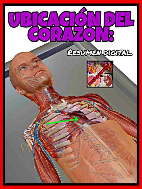 Ubicación del corazón | Cesarstudy_ | uDocz