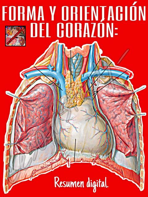 Forma y orientación del corazón