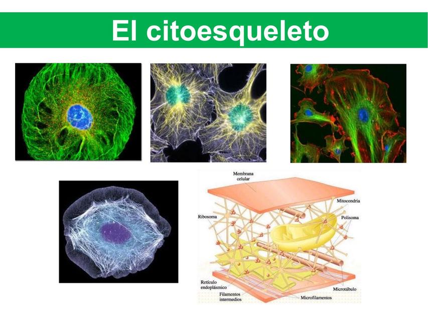 Citoesqueleto | Paulo Miranda | uDocz